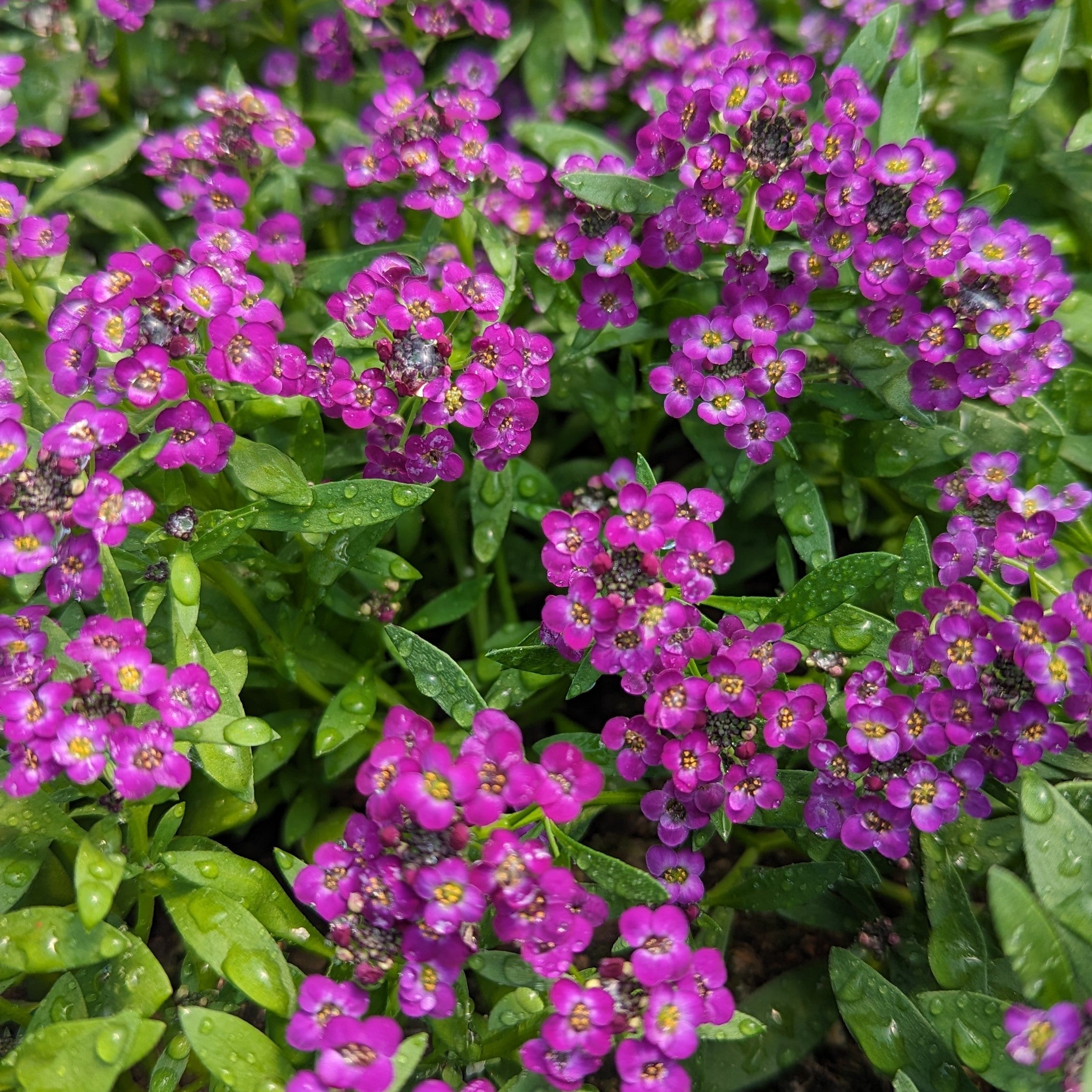 Edible Fresh Flowers | Cherry Valley Organics