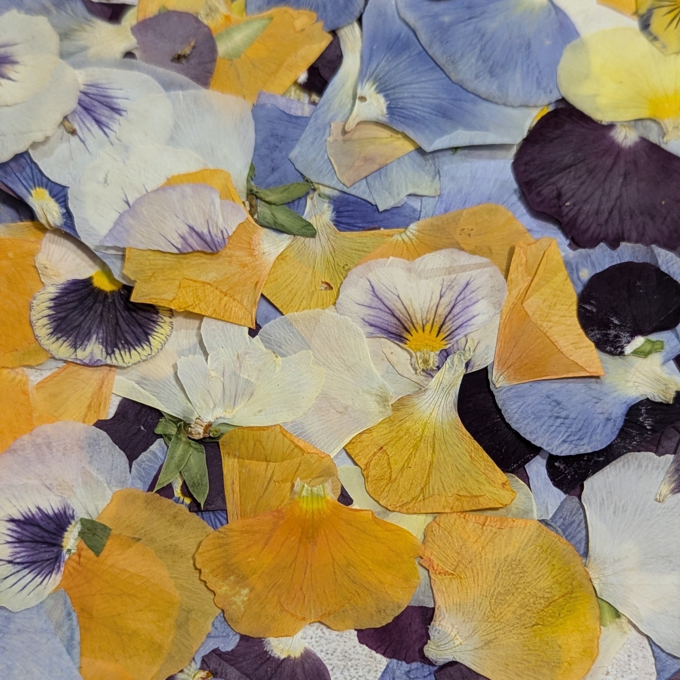 Pressed Edible Flowers - Pansy Petals – Cherry Valley Organics