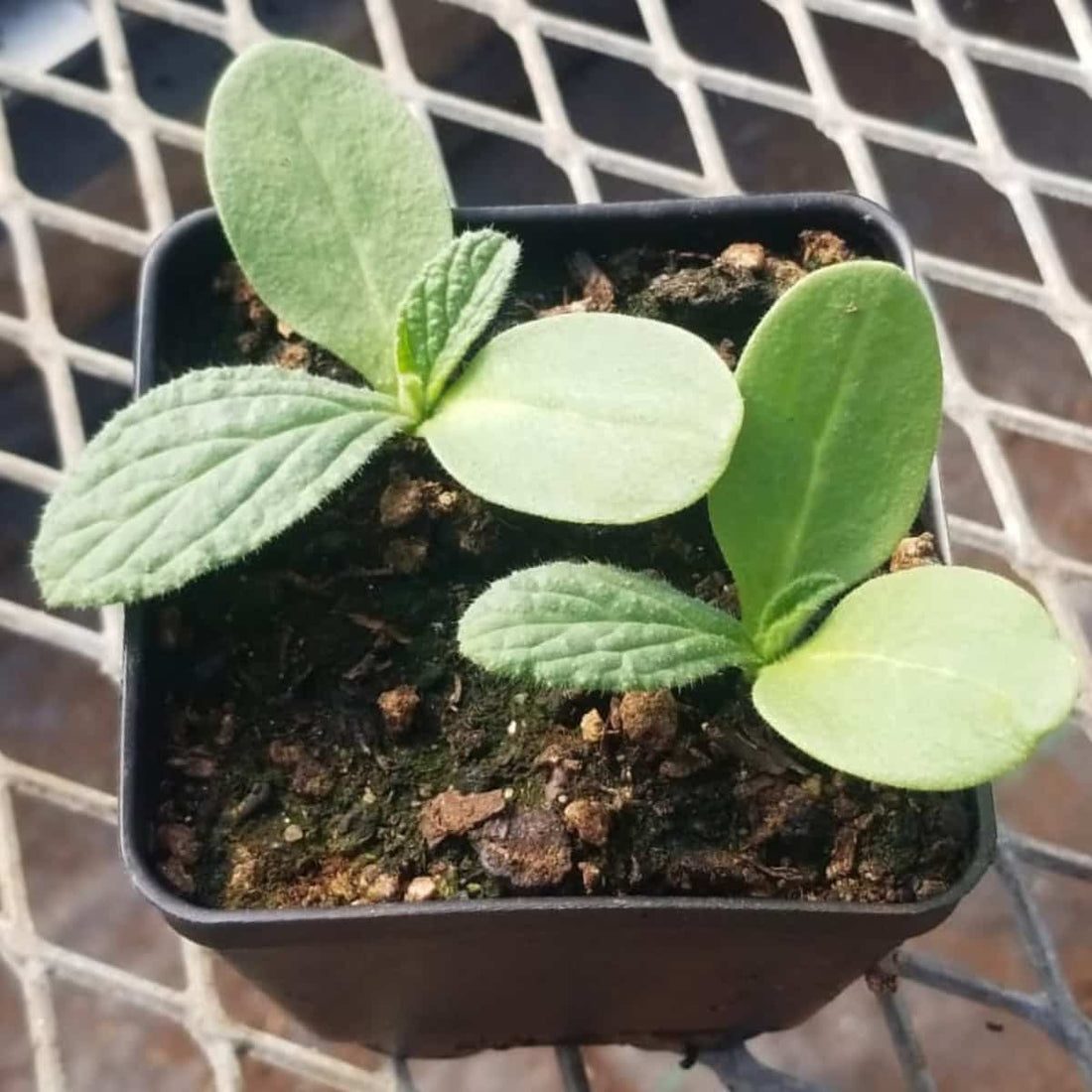 CVO Potted Plants - Borage, Blue – Cherry Valley Organics